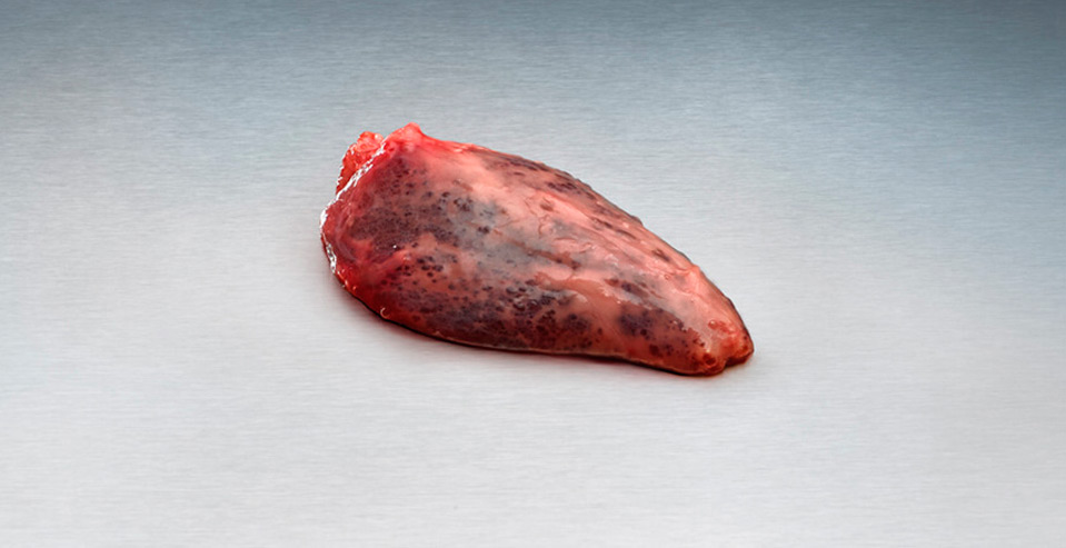 Porcine Tissue Products | Sustainable Swine Resources